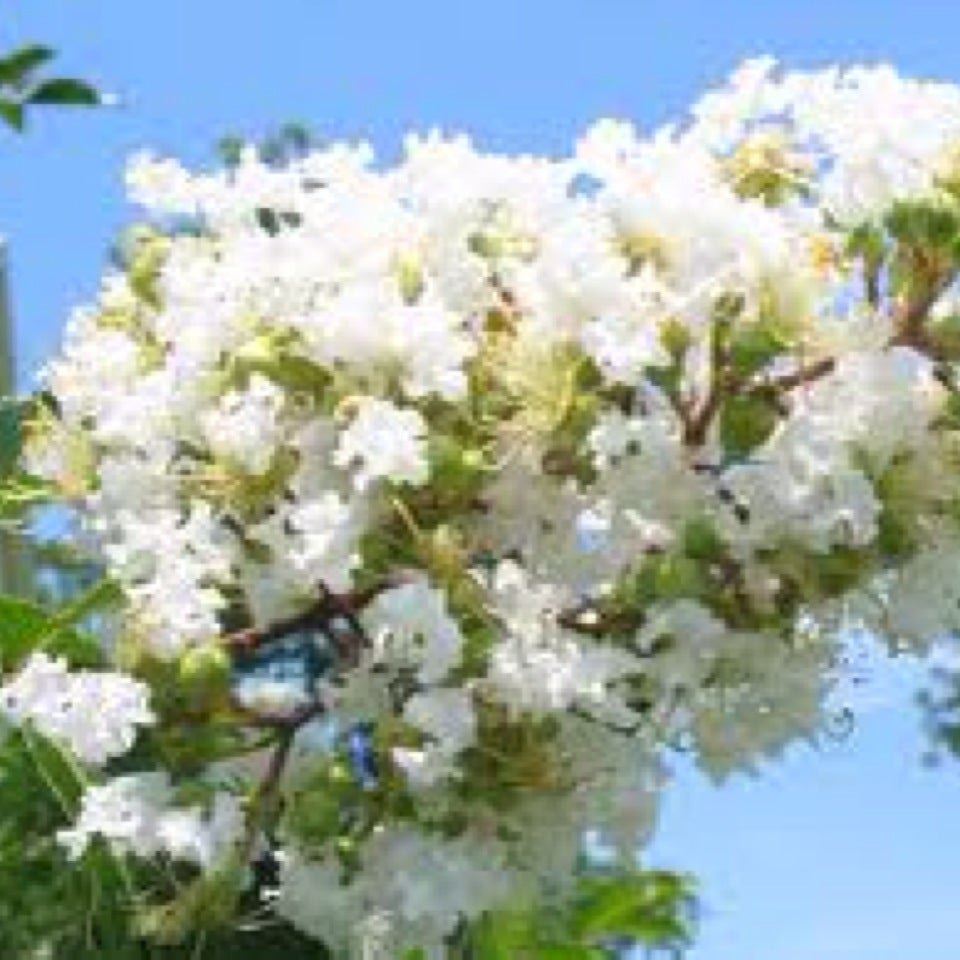 White Crape Myrtle | Natura Greenhouse