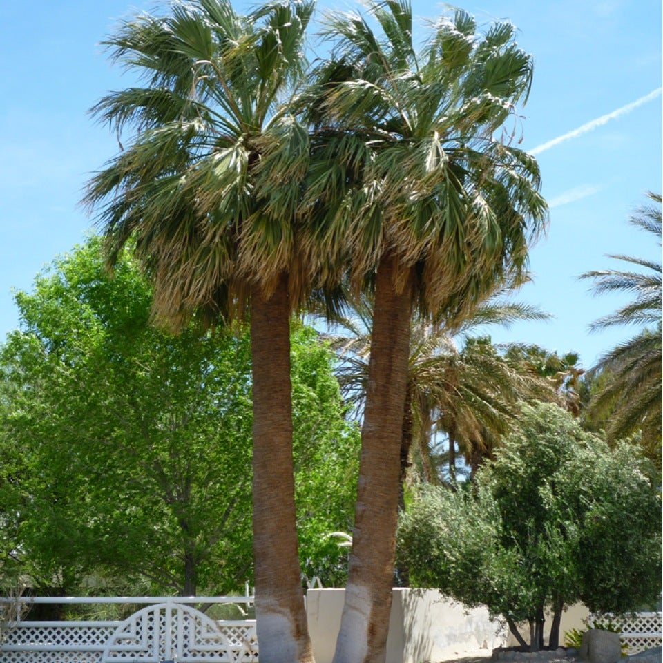 Beautiful Hybrid fan palm found near las cruces at Natura Greenhouse ...