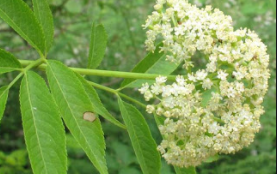 Mexican Elder Tree | Natura Greenhouse