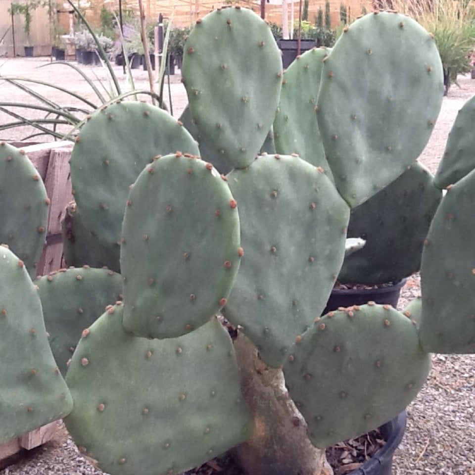 Thornless Flowering Fruiting Nopal Cactus | Natura Greenhouse