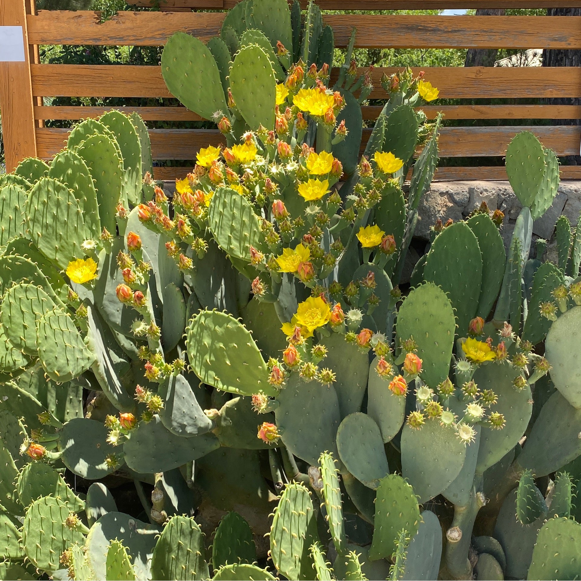 Thornless Flowering Fruiting Nopal Cactus | Natura Greenhouse