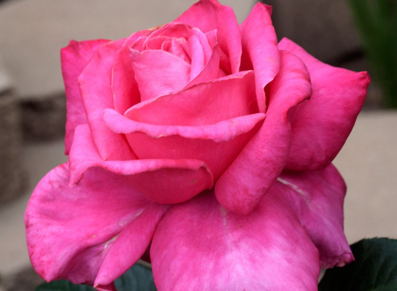 Elizabeth Taylor Rose | Natura Greenhouse