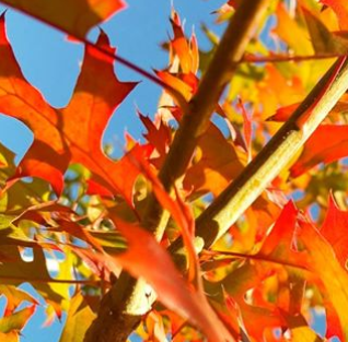 Texas Red Oak Tree | Natura Greenhouse
